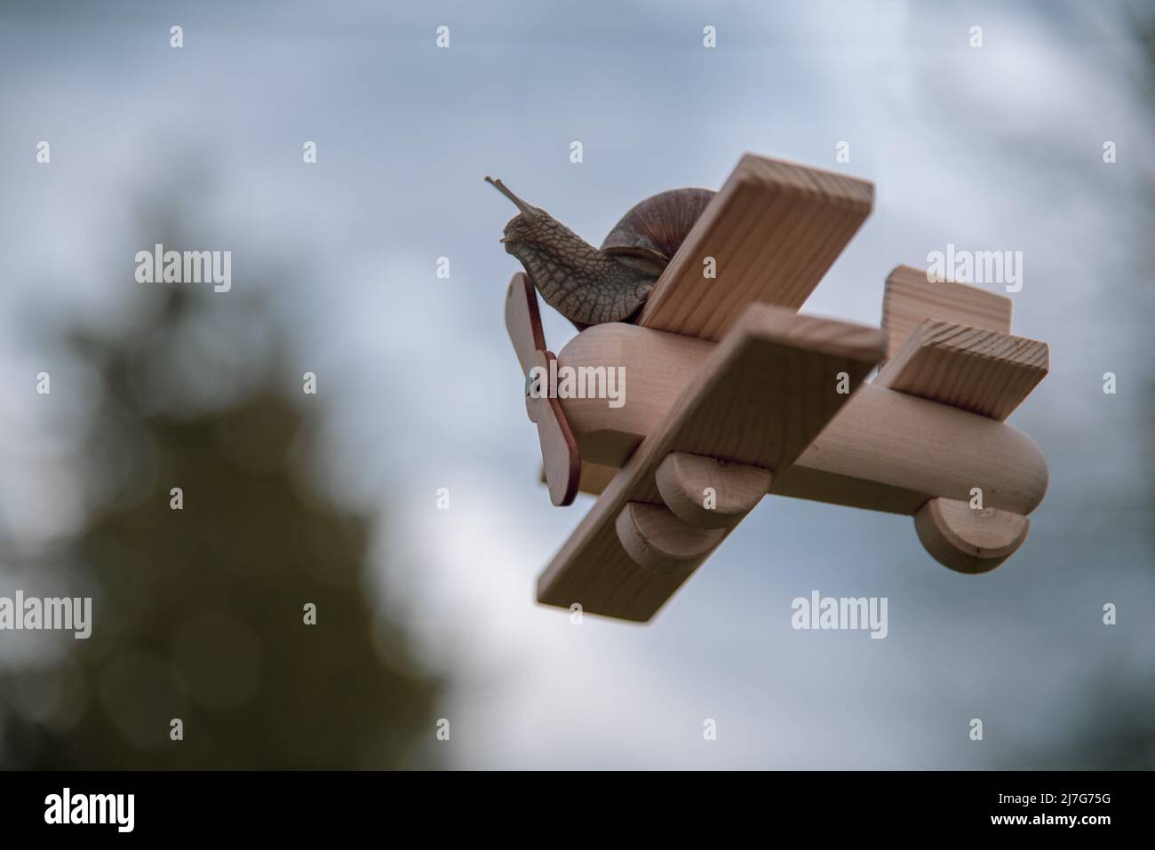A series of photos of one day in the life of snails. A garden snail ...
