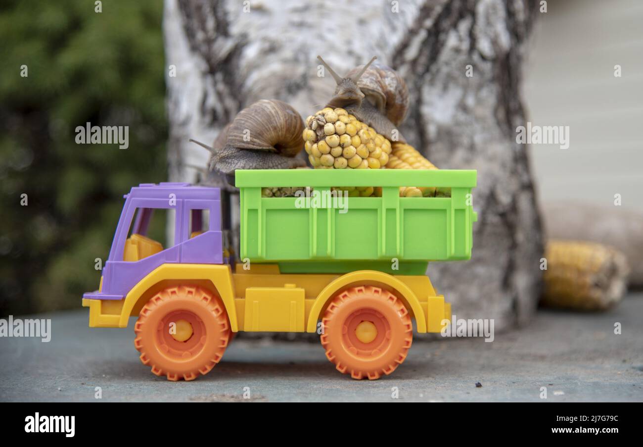 A series of photos of one day in the life of snails. Garden Snails are ...