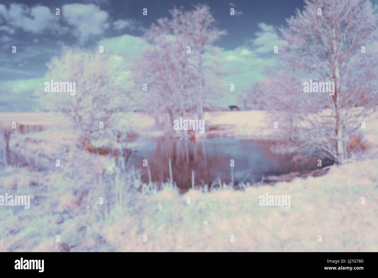 Infrared landscape with glowing white vegetation using 720nm filter ...