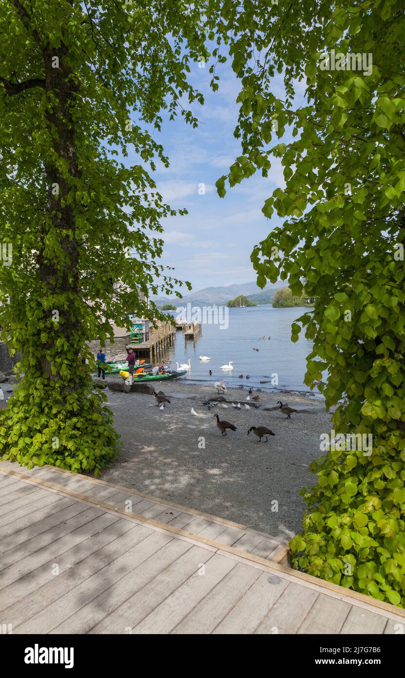 Lakeside at Bowness on Windermere,Lake District,Cumbria,England,UK ...