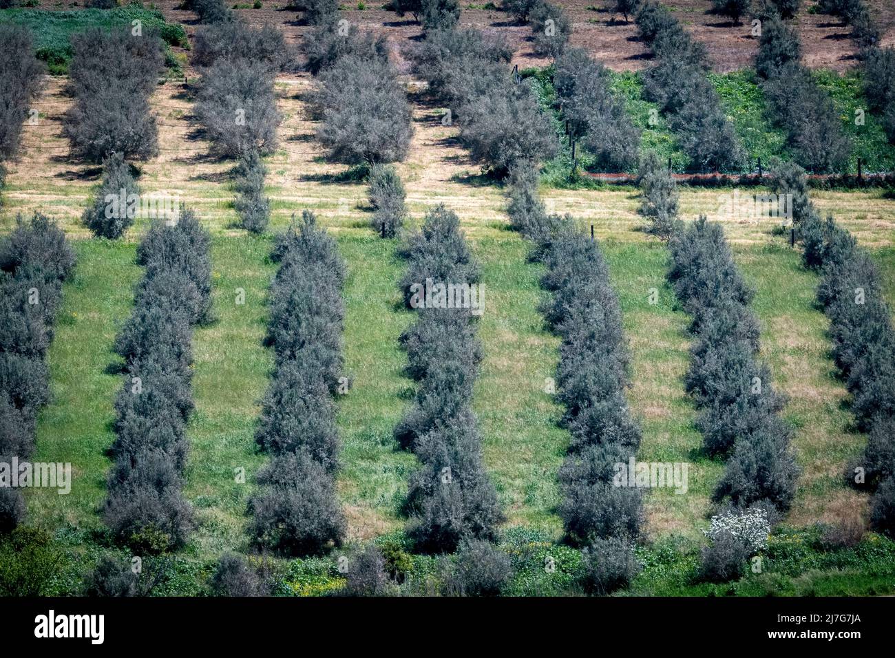 Olive oil from crete hi-res stock photography and images - Alamy