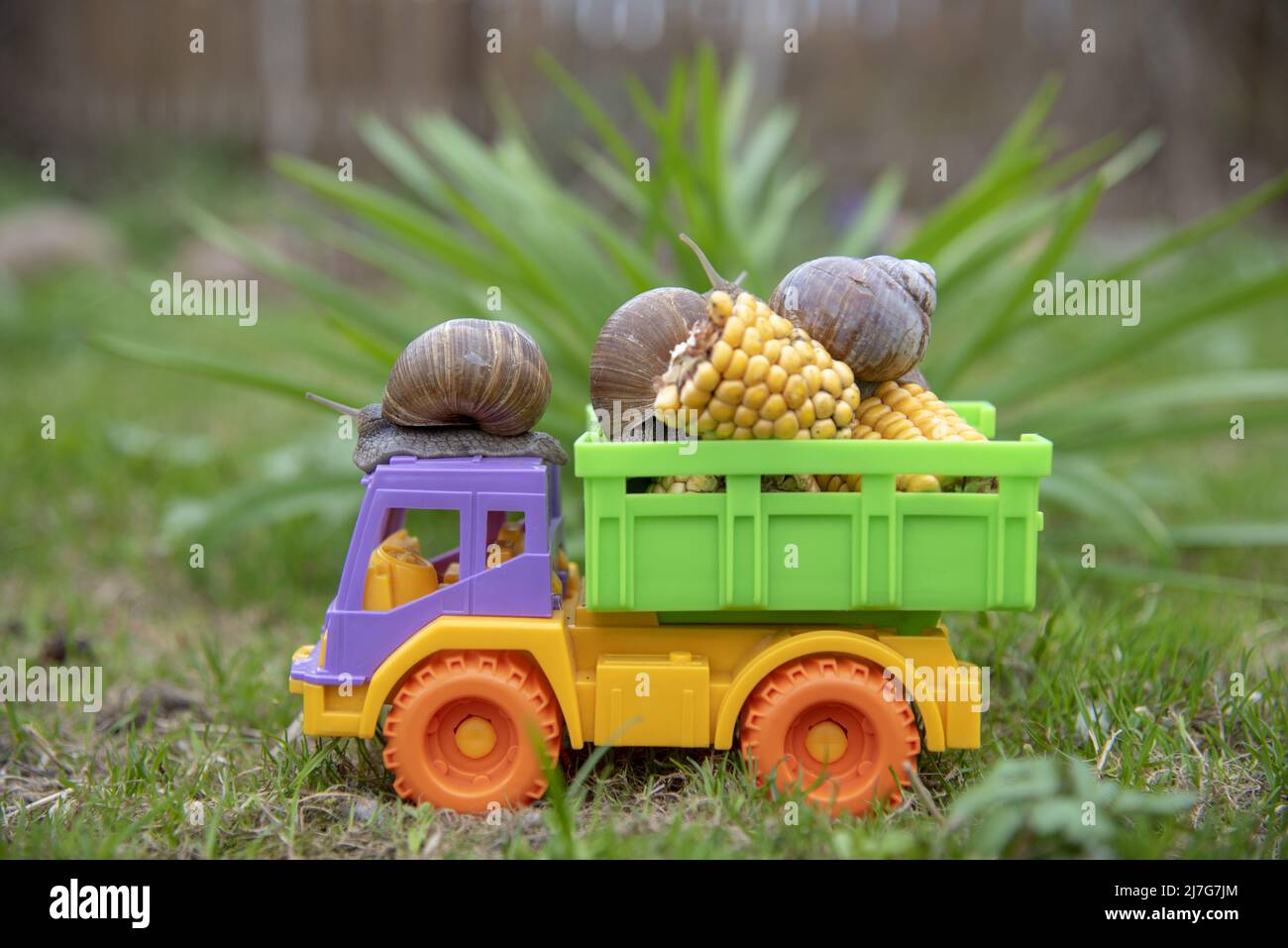 A series of photos of one day in the life of snails. Garden Snails are ...