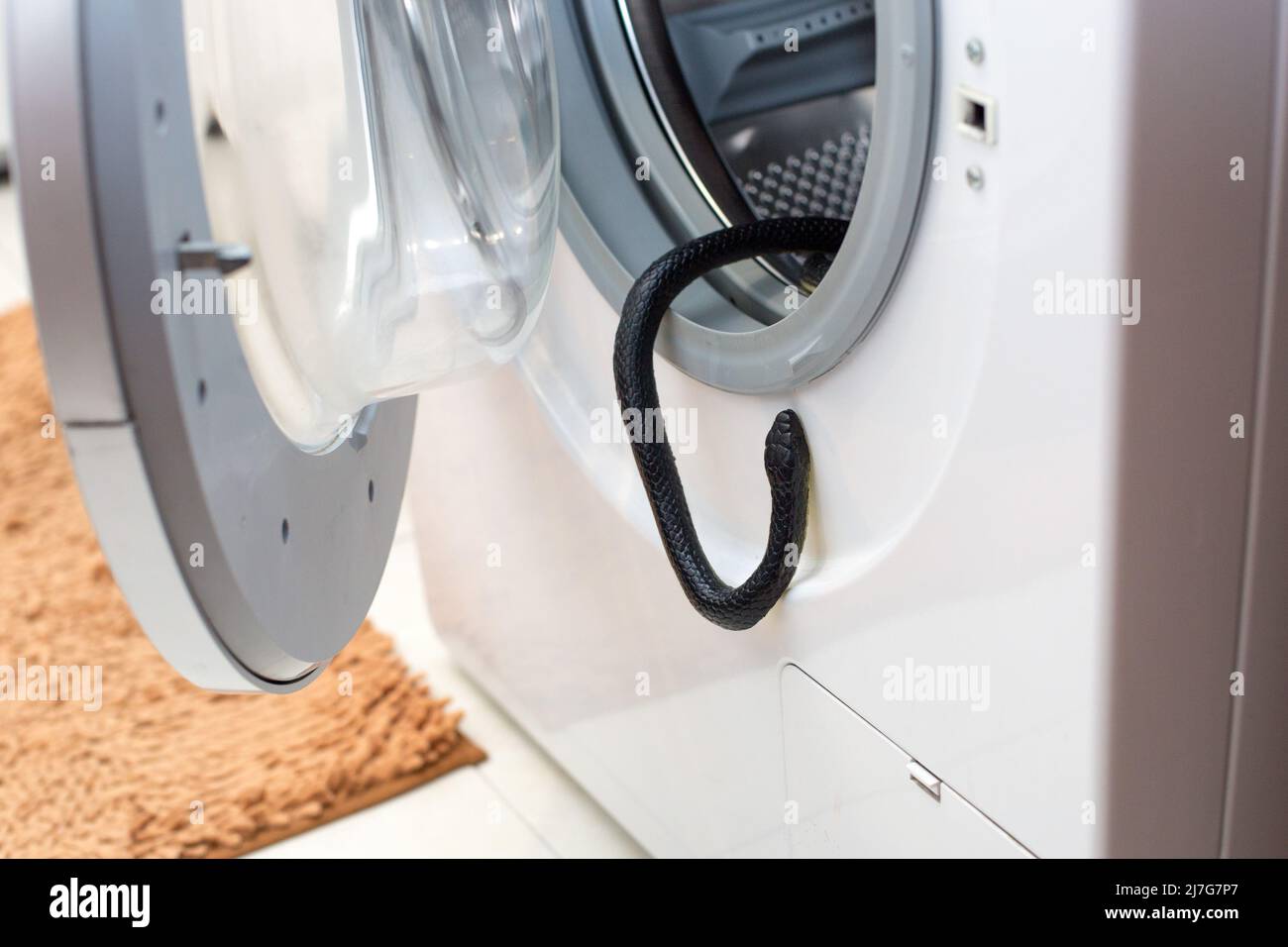 A black venomous snake hangs from the drum of the washing machine in ...