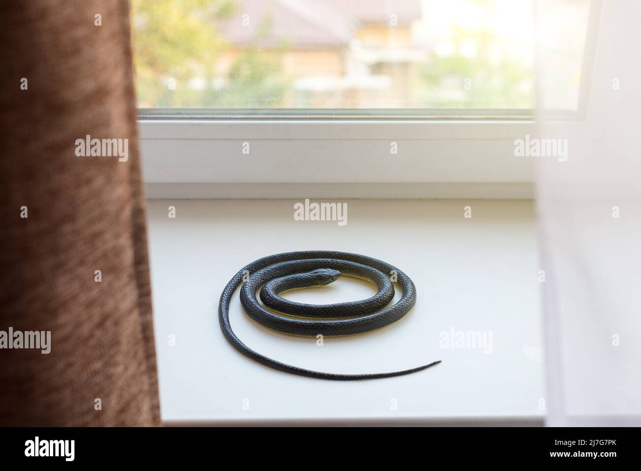 Domestic tamed snake sleeps on the windowsill by the window Stock Photo ...