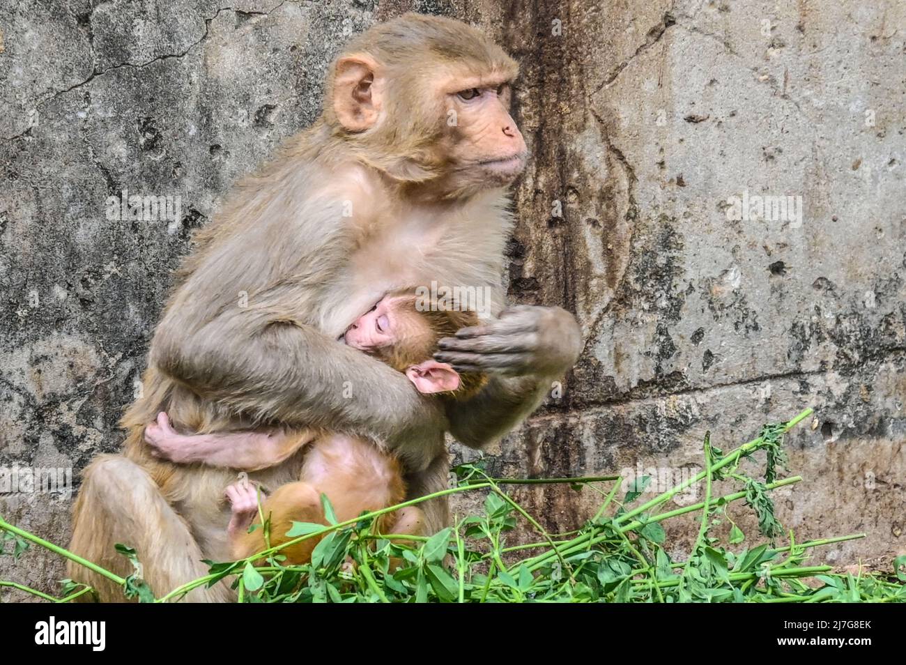 Ajmer, Rajasthan, India. 7th May, 2022. Monkey with her child on the ...