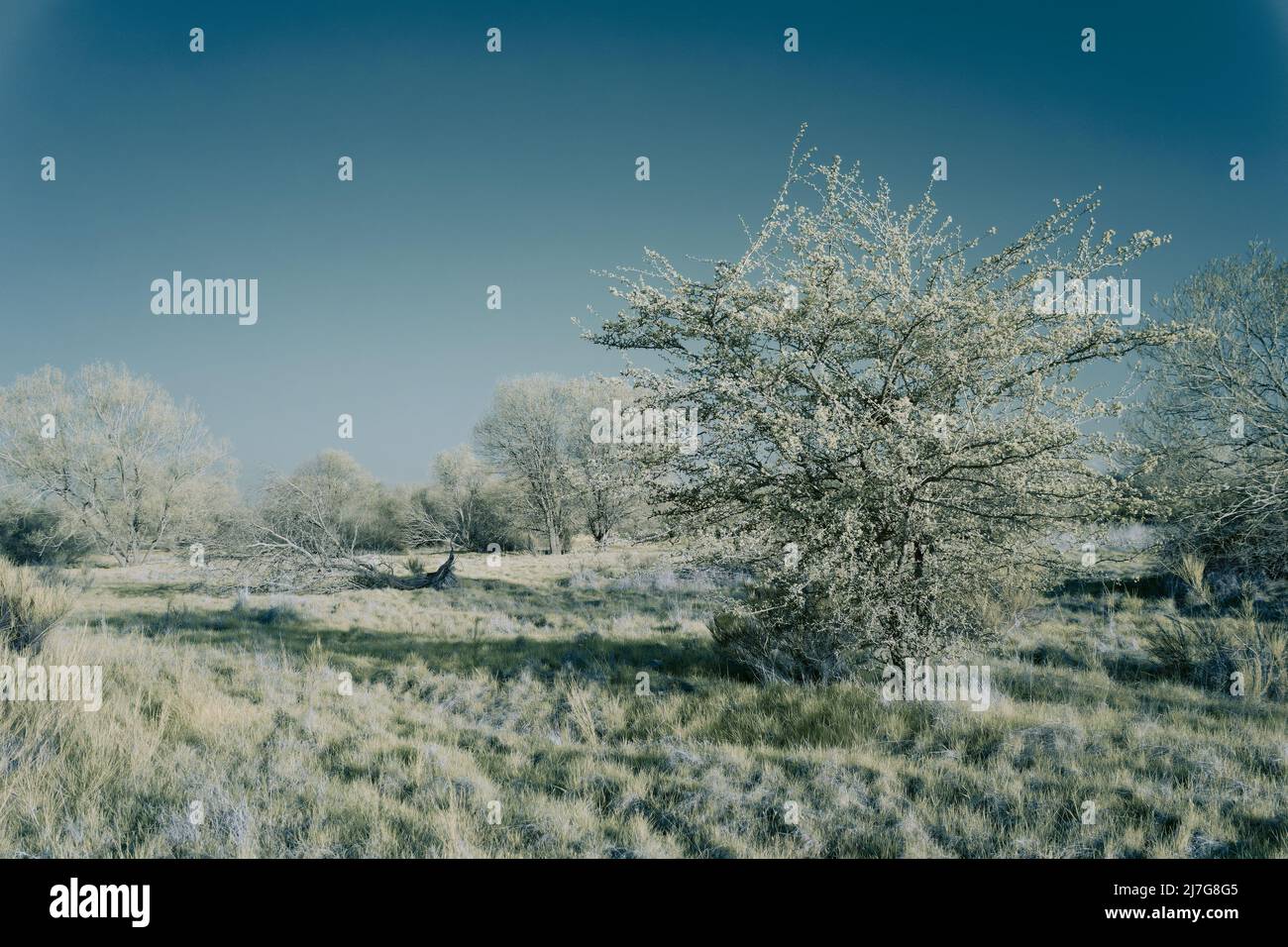 Infrared landscape with glowing white vegetation using 720nm filter ...