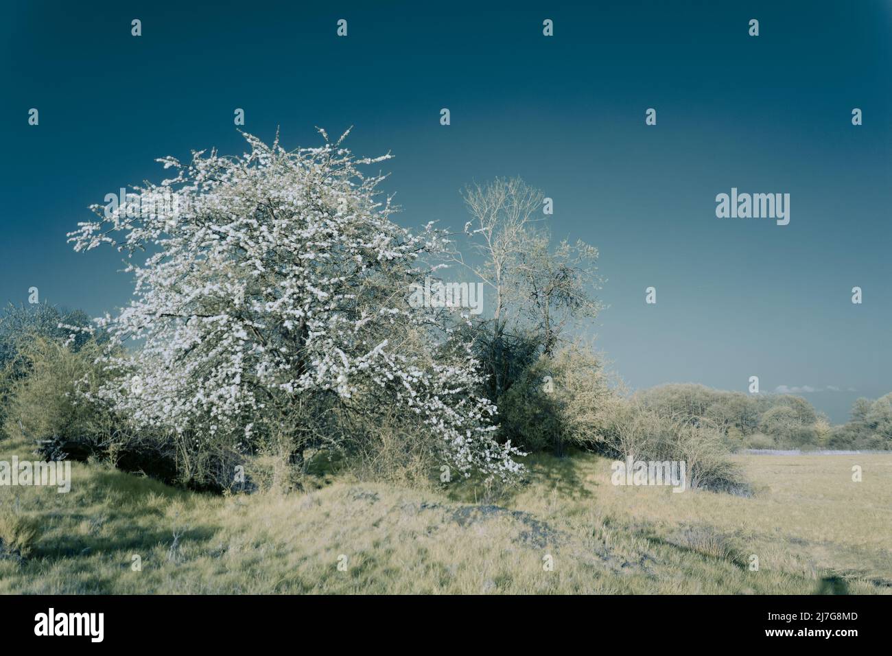 infrared photography - ir photo of landscape under sky with clouds ...