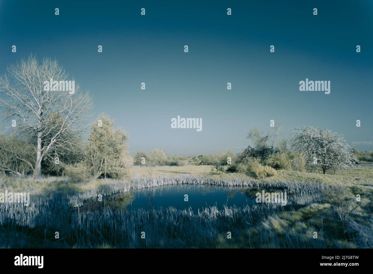 Infrared landscape with glowing white vegetation using 720nm filter ...