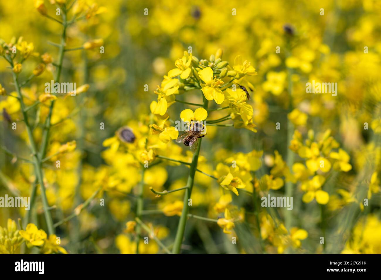 Honey bee feeding on the oilseed rape flowers. Pollination of Canola ...
