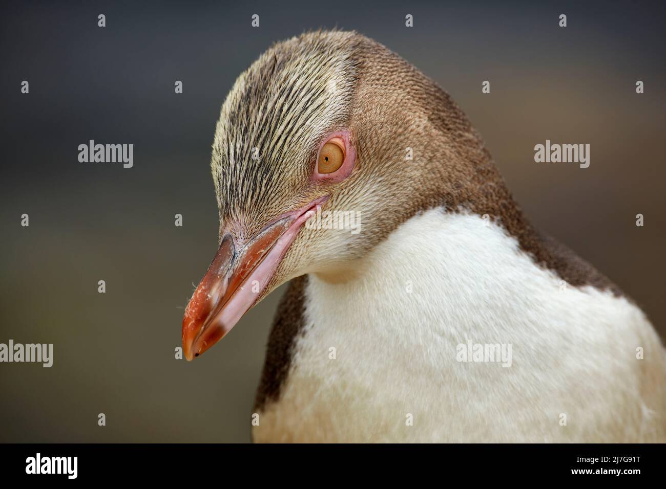 Endangered yellow eyed penguin megadyptes antipodes hi-res stock ...