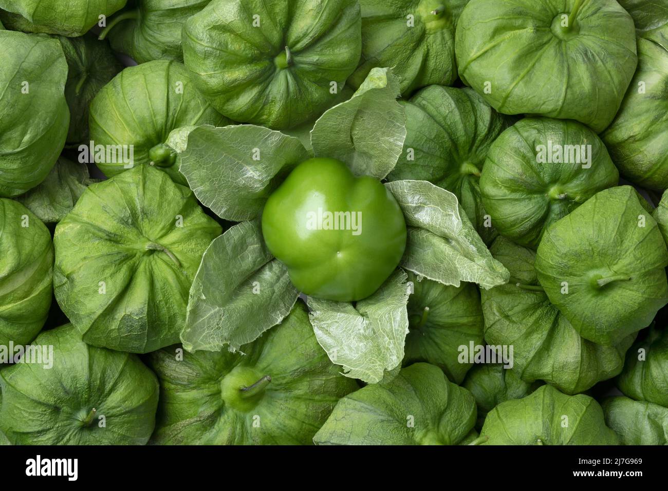Fresh peeled green tomatillo in a husk full frame close up Stock Photo ...