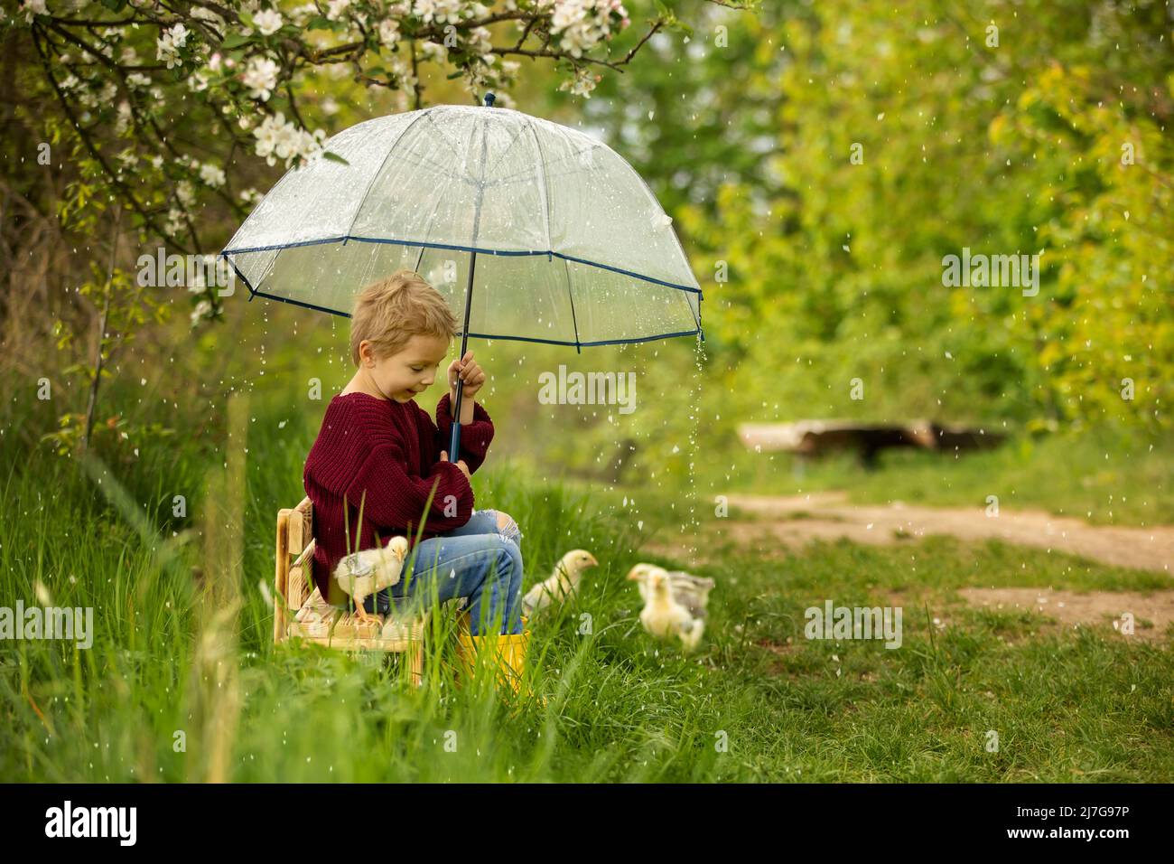 Cute child, boy, with umbrella and little chicks, sitting on a small ...