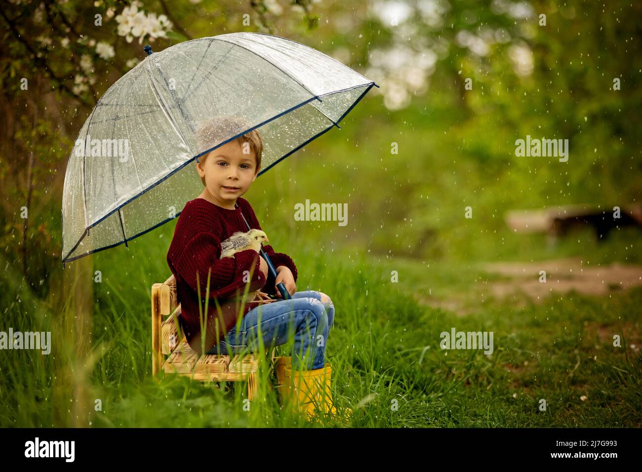 Cute child, boy, with umbrella and little chicks, sitting on a small ...