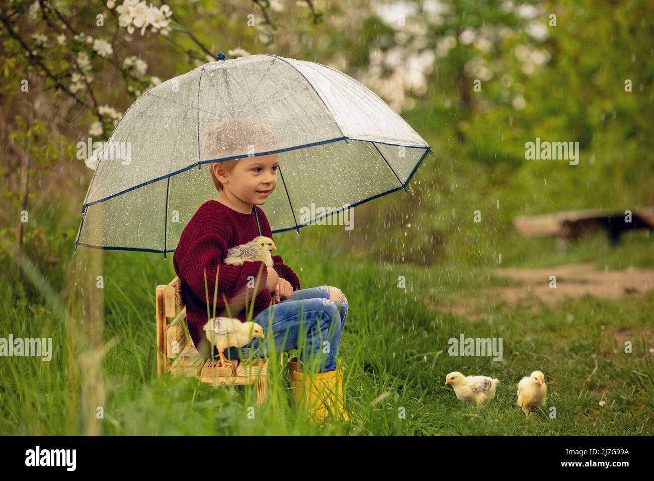 Cute child, boy, with umbrella and little chicks, sitting on a small ...