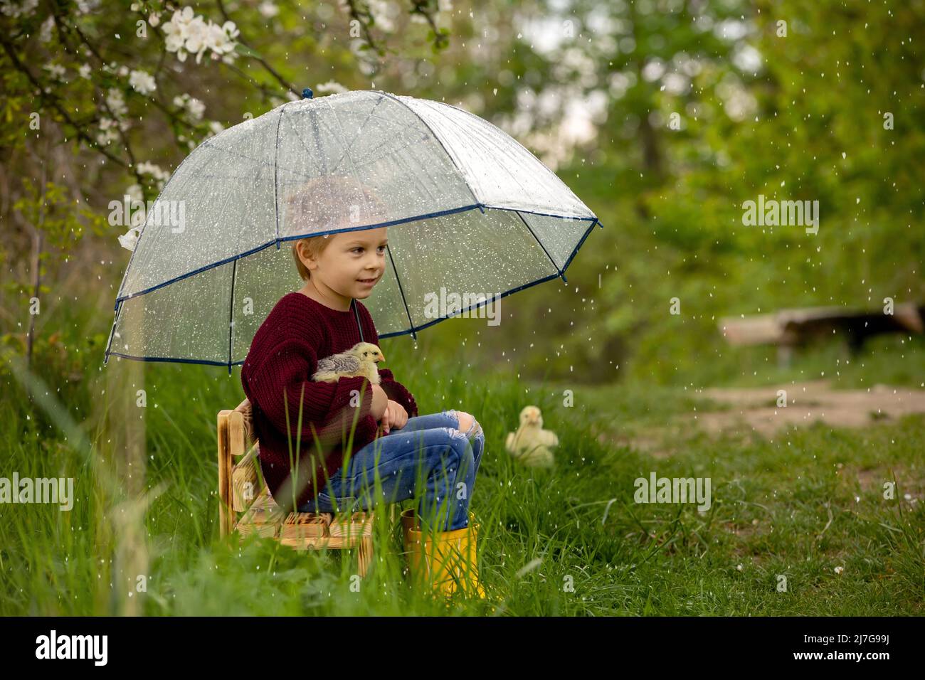 Cute child, boy, with umbrella and little chicks, sitting on a small ...