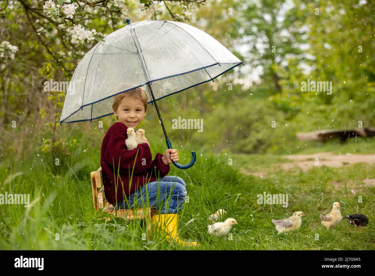 Cute child, boy, with umbrella and little chicks, sitting on a small ...
