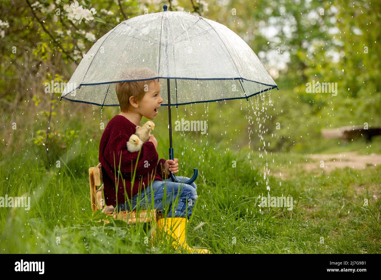 Cute child, boy, with umbrella and little chicks, sitting on a small ...