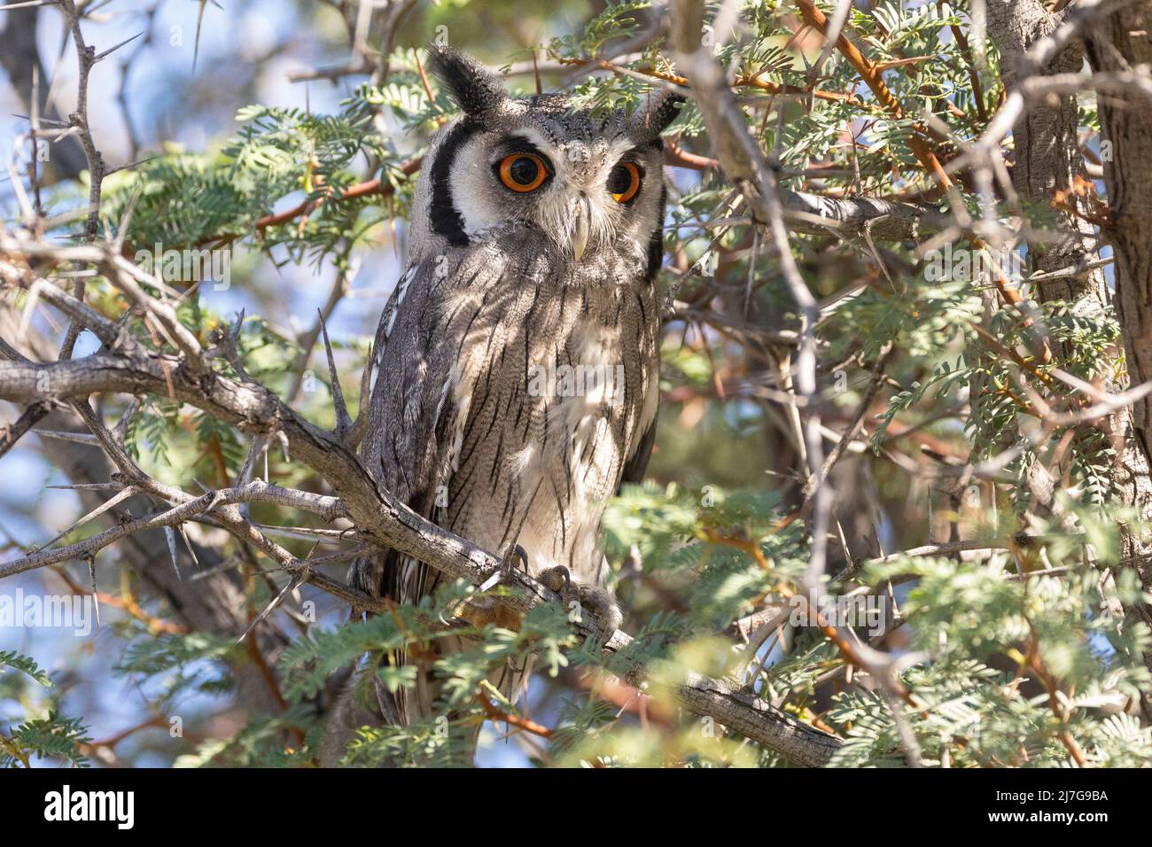 Southern White-faced Scops Owl (Ptilopsis granti) Kgalagadi ...