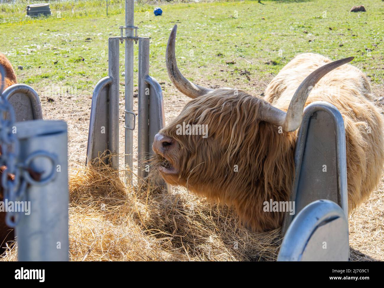 Cow cows eating hay hi-res stock photography and images - Alamy