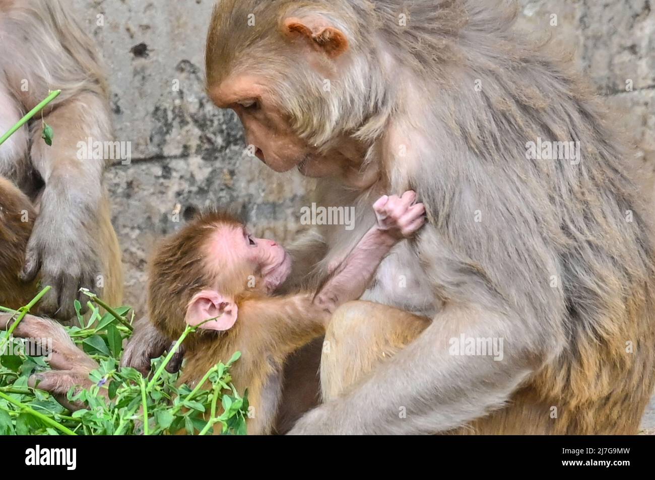 Ajmer, Rajasthan, India. 7th May, 2022. Monkey with her child on the ...