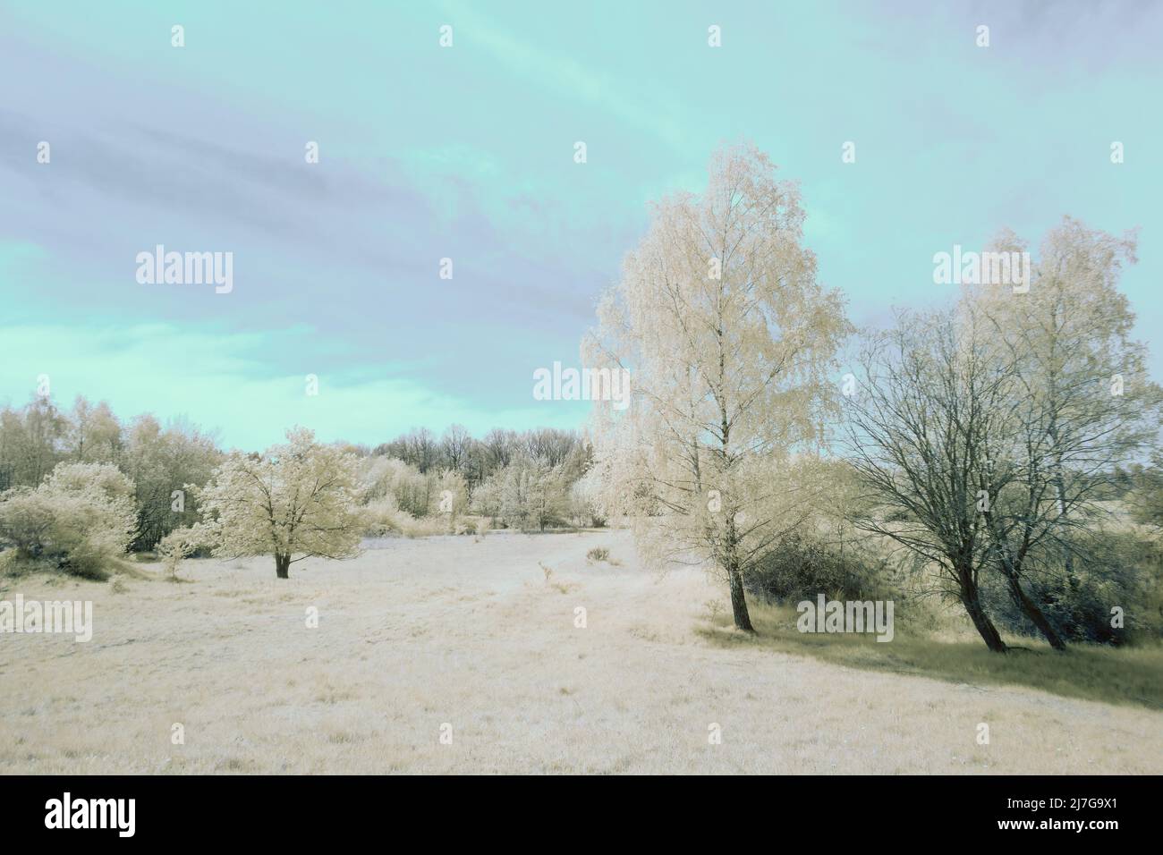 Infrared landscape with glowing white vegetation using 720nm filter ...