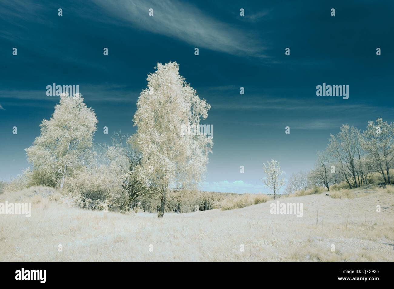 Infrared landscape with glowing white vegetation using 720nm filter ...