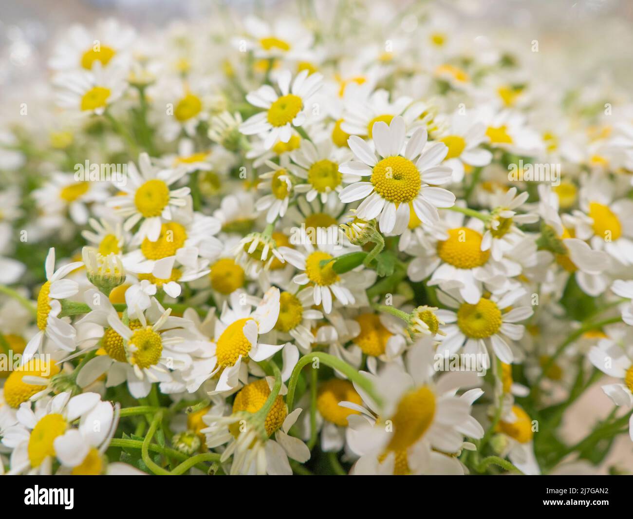 tender colors of yellow, white, green bunch of Matricaria chamomilla ...