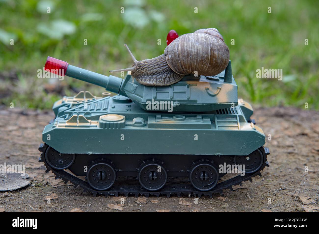 A series of photos of one day in the life of snails.A large garden ...