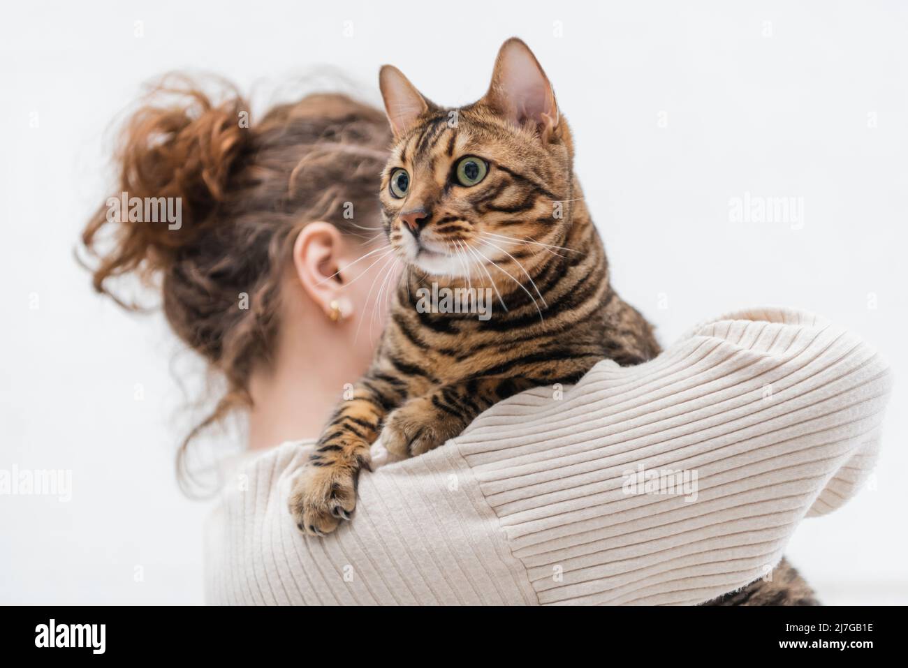 Purebred bengal cat hi-res stock photography and images - Alamy