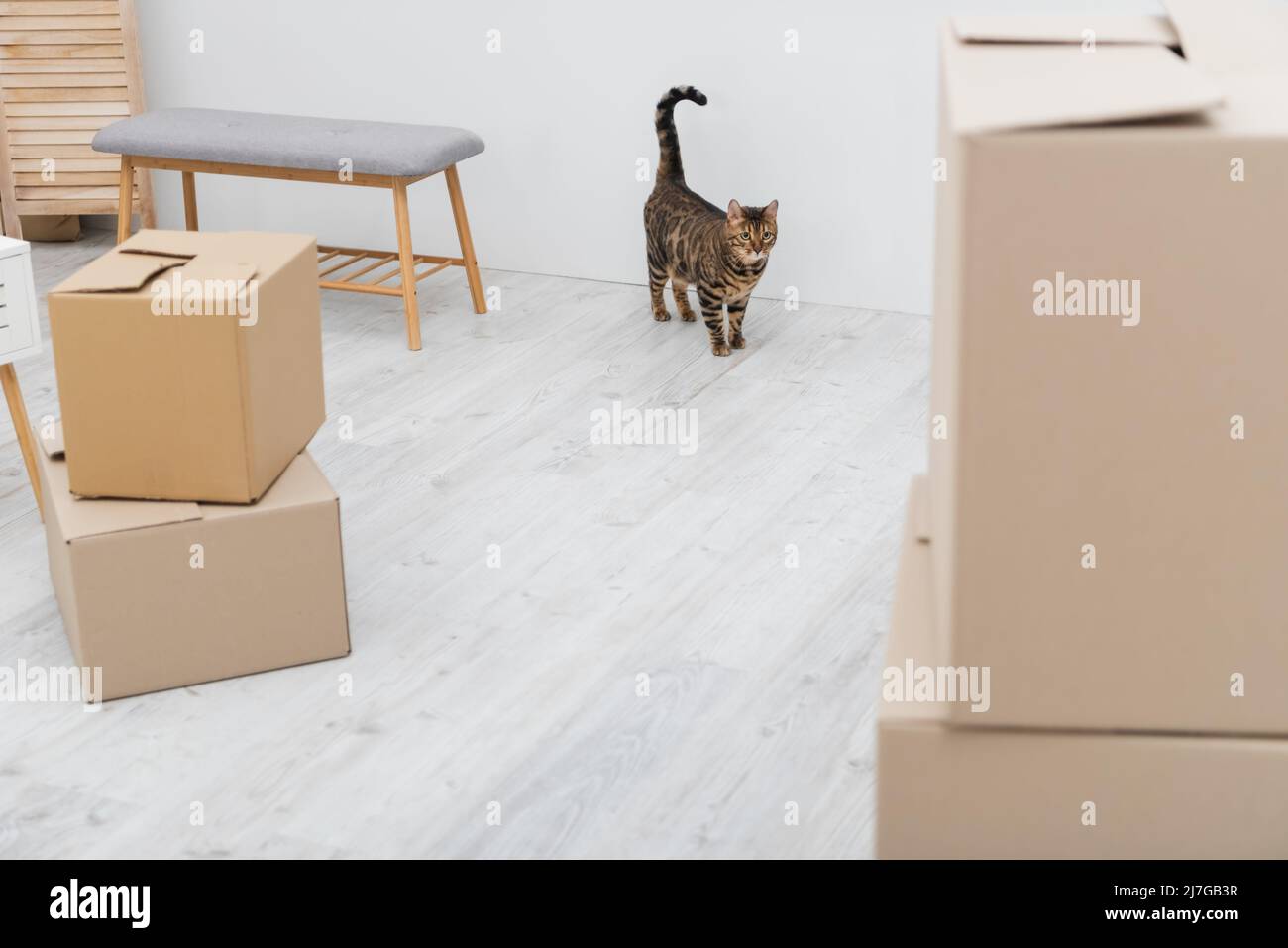 Bengal cat standing near carton boxes at home Stock Photo - Alamy