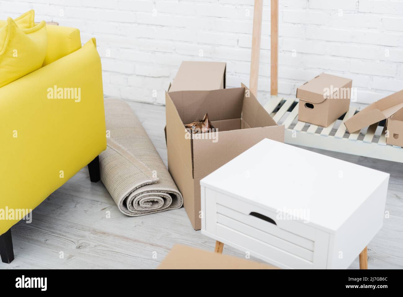 Bengal cat sitting in carton box near carpet and couch at home Stock ...