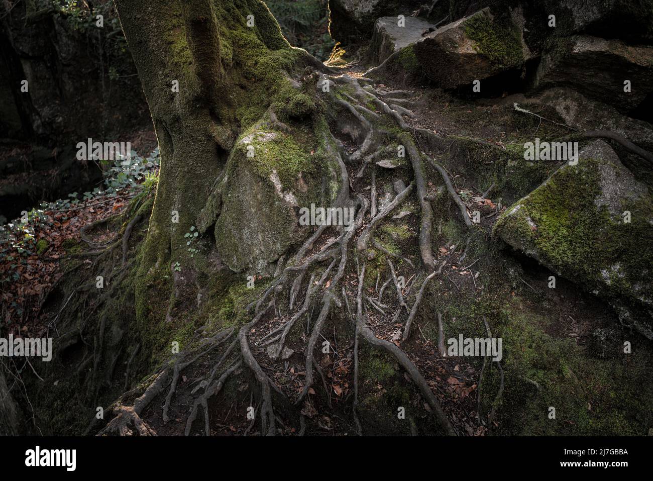 The roots of a Beech tree Fagus sylvatica growing amonst moss covered ...