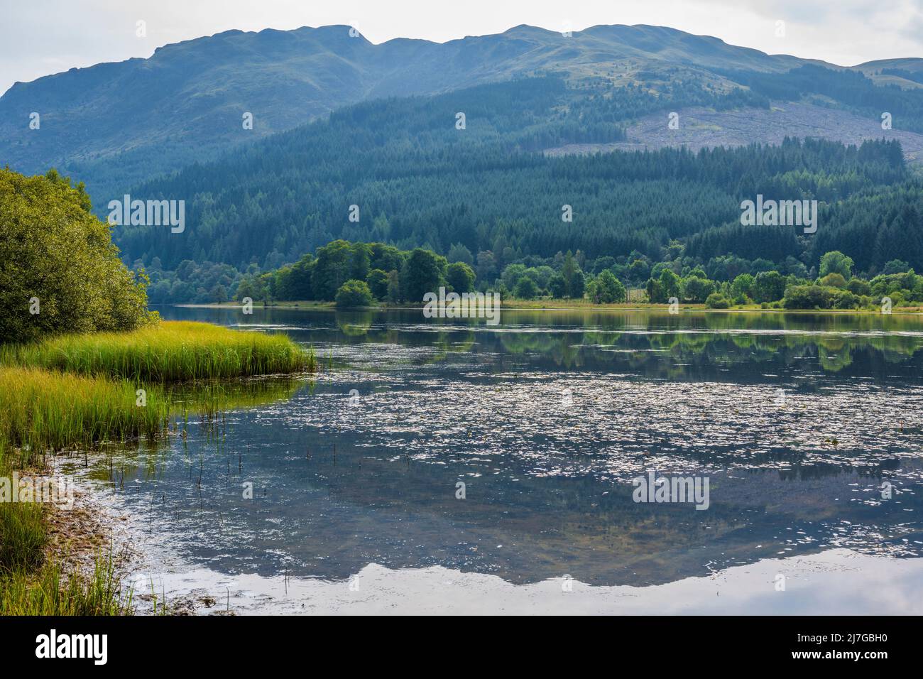 Reed beds on the shore of Loch Lubnaig in the Loch Lomond and Trossachs ...
