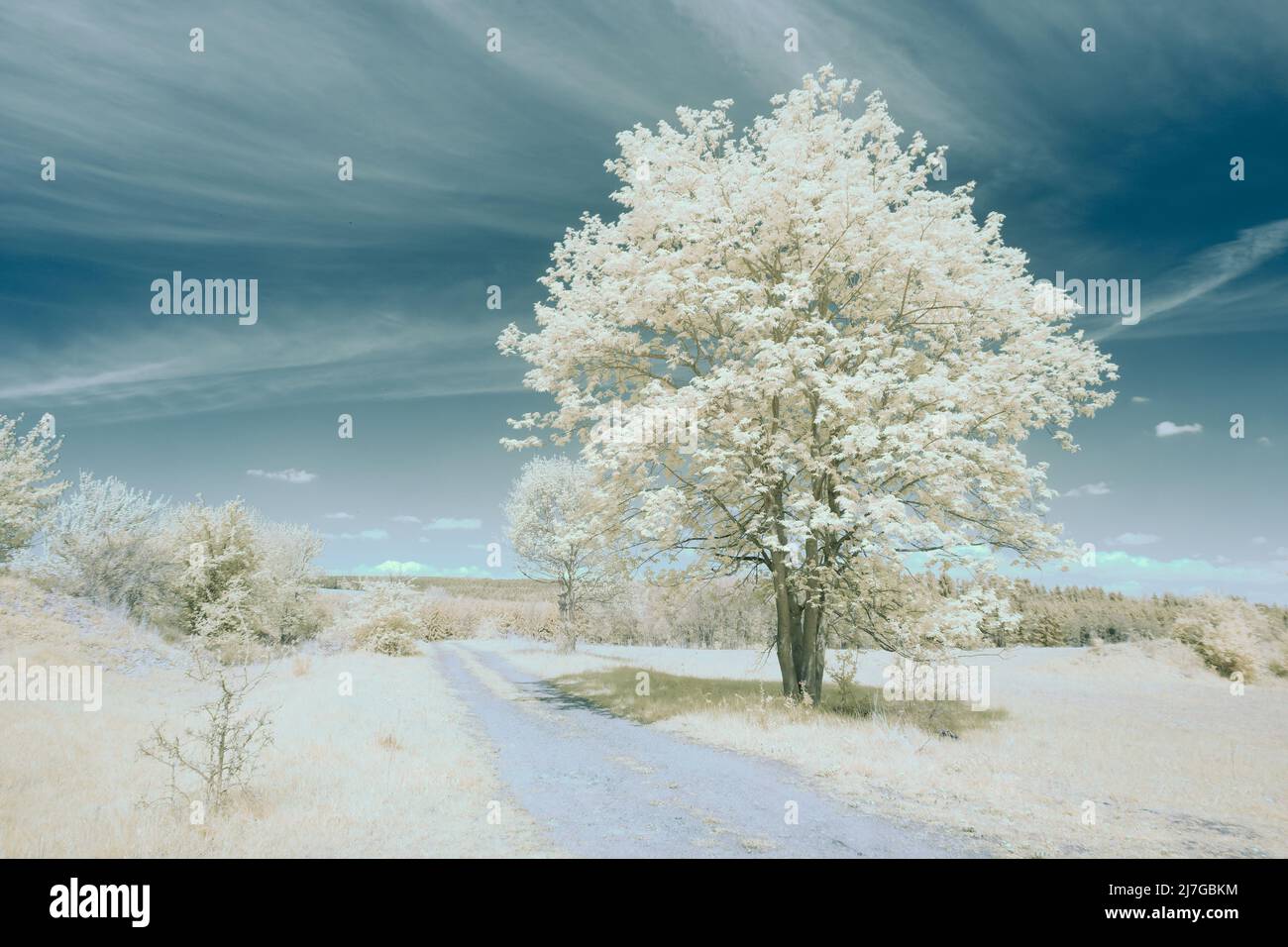Infrared landscape with glowing white vegetation using 720nm filter ...