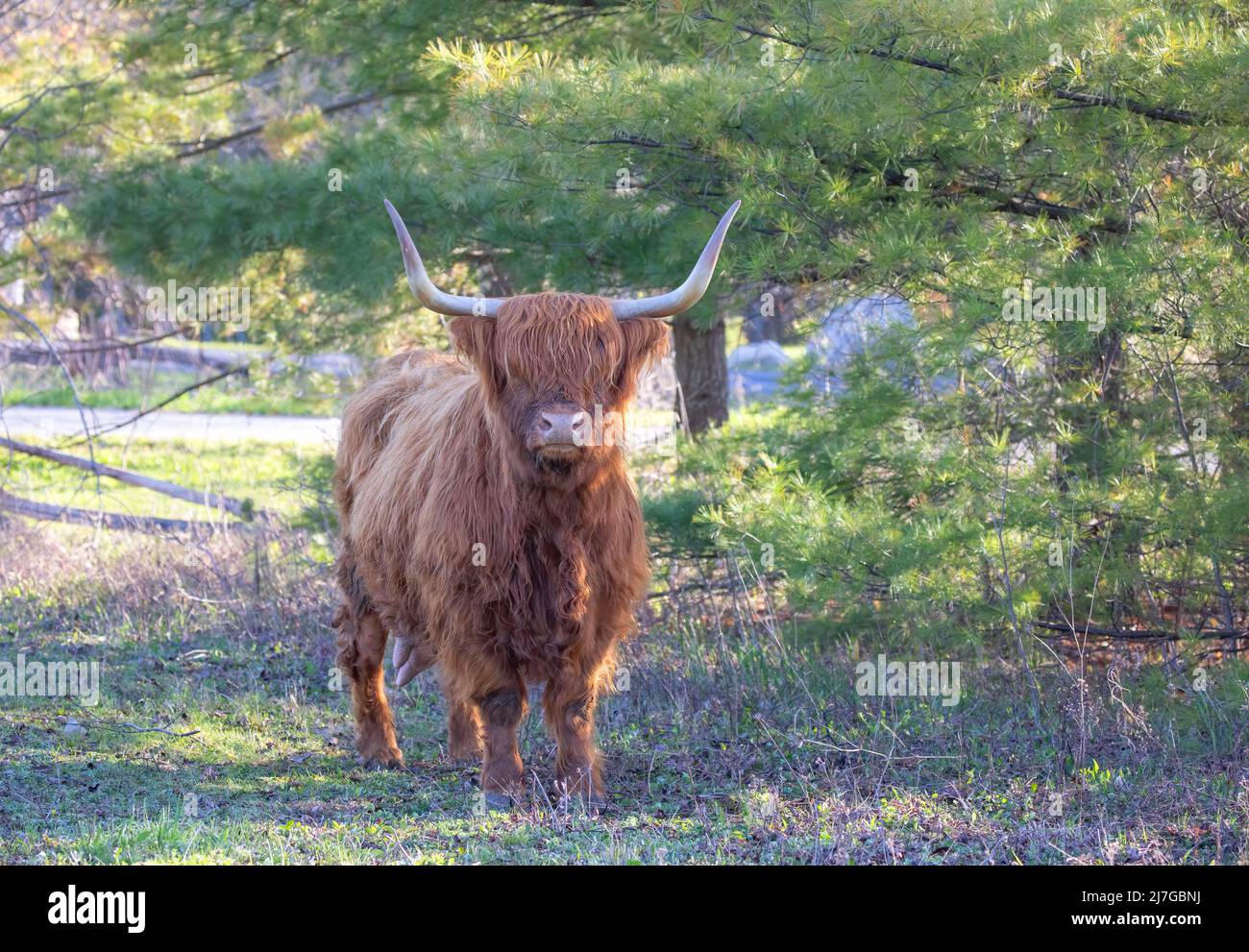 Scottish Highland bull standing in a green pasture in spring in Canada ...