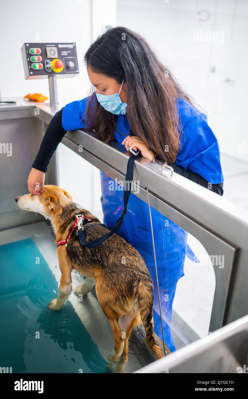 Veterinarians Helping Injured Animals
