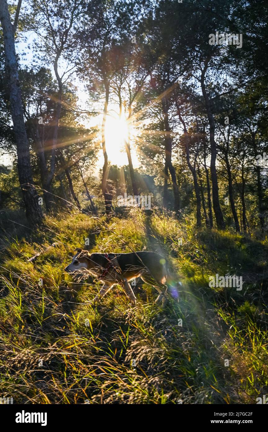 Exterior portrait of a happy rescued dog enjoying nature Stock Photo ...