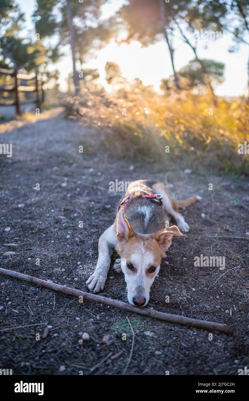 Exterior portrait of a happy rescued dog enjoying nature Stock Photo ...