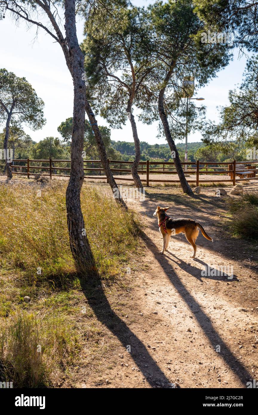 Exterior portrait of a happy rescued dog enjoying nature Stock Photo ...