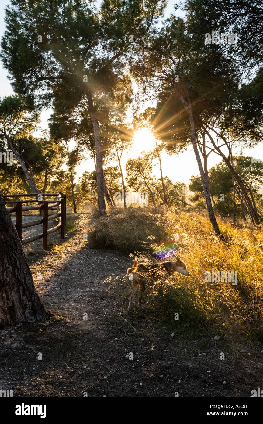 Exterior portrait of a happy rescued dog enjoying nature Stock Photo ...