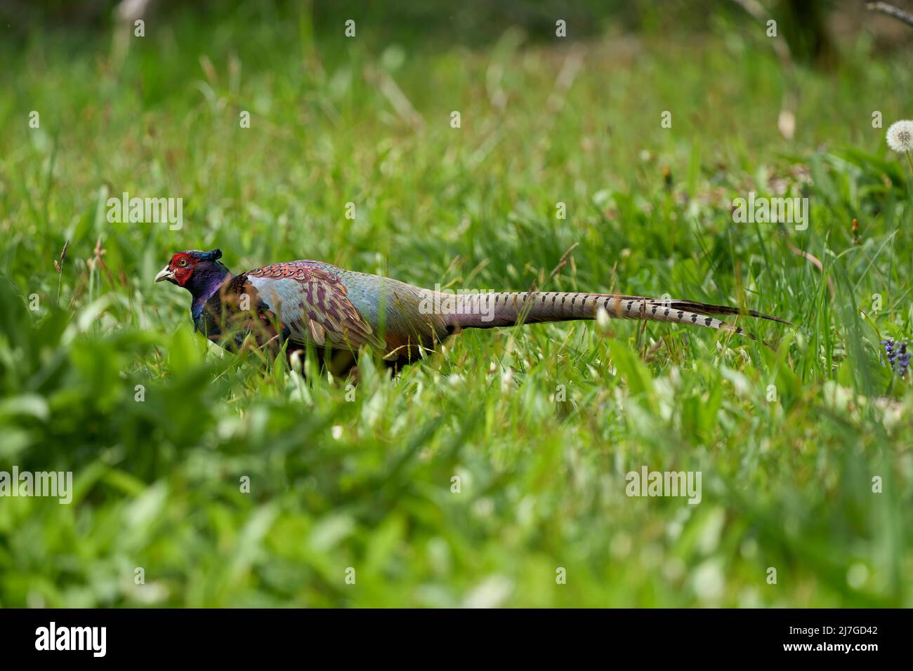 colorful male pheasant, Phasianus colchicus, in its natural habitat in ...