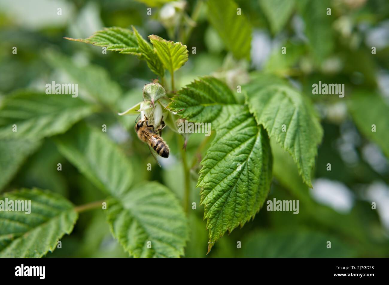 Bee on flowering raspberry Stock Photo - Alamy