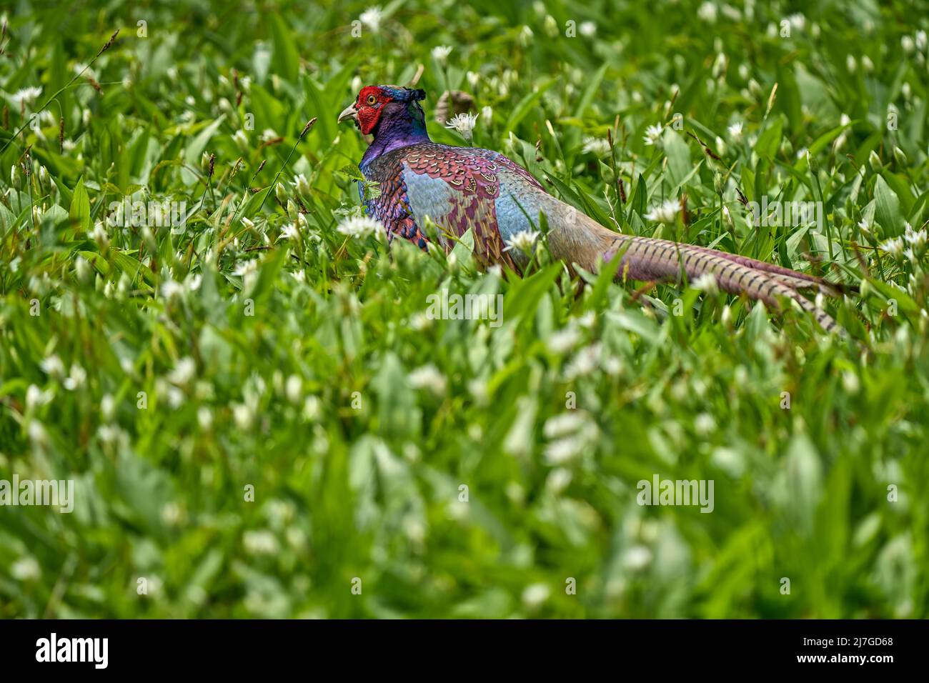 colorful male pheasant, Phasianus colchicus, in its natural habitat in ...