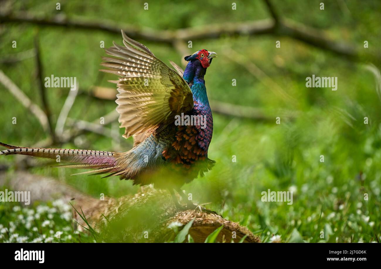 colorful male pheasant, Phasianus colchicus, in its natural habitat in ...