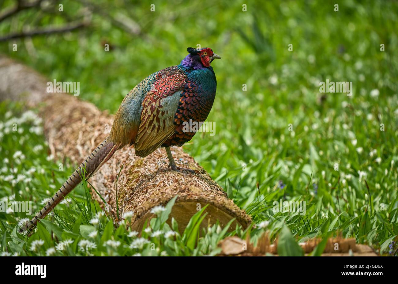 colorful male pheasant, Phasianus colchicus, in its natural habitat in ...