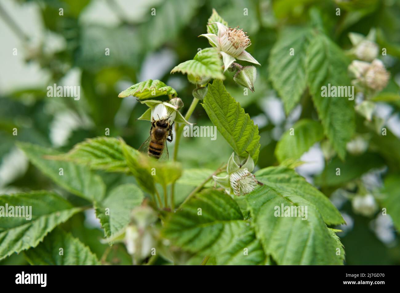 Bee on flowering raspberry Stock Photo - Alamy