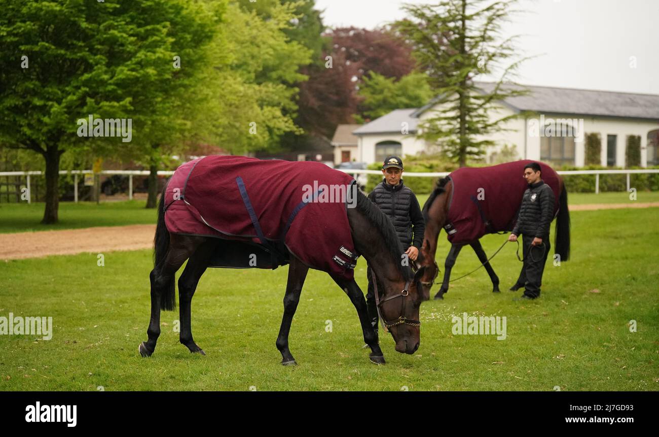 A general view of horses at Ballydoyle racehorse training facility in ...