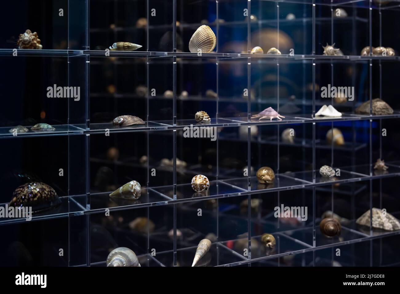 Shell exhibition, maritime museum, aquarium with different types of ...