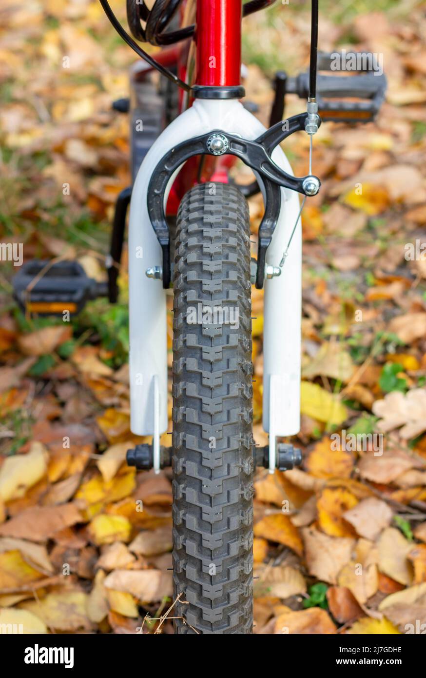 Bicycle wheel, front view. Bicycle ride through the forest Stock Photo ...