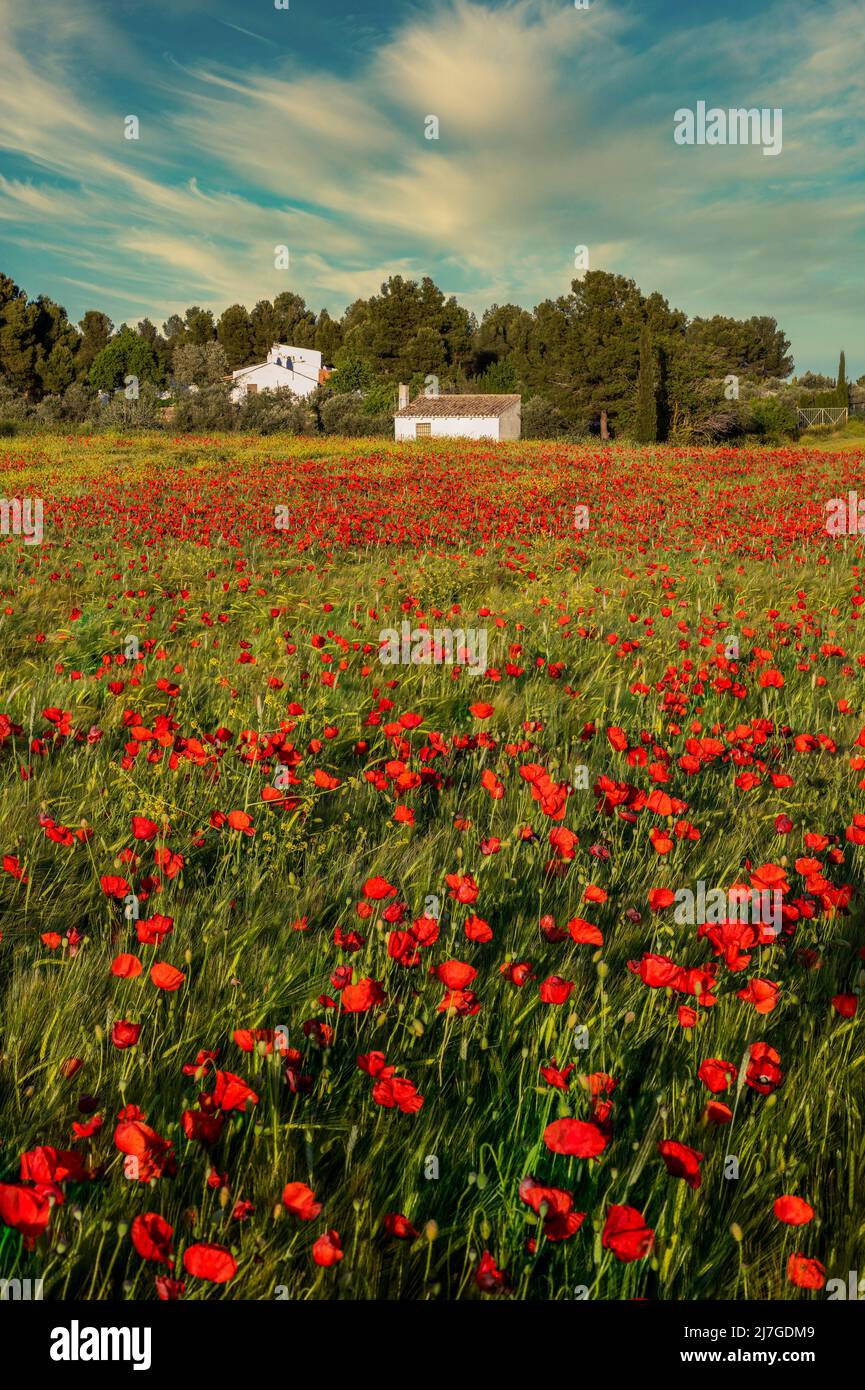 Spain la mancha field hi-res stock photography and images - Alamy
